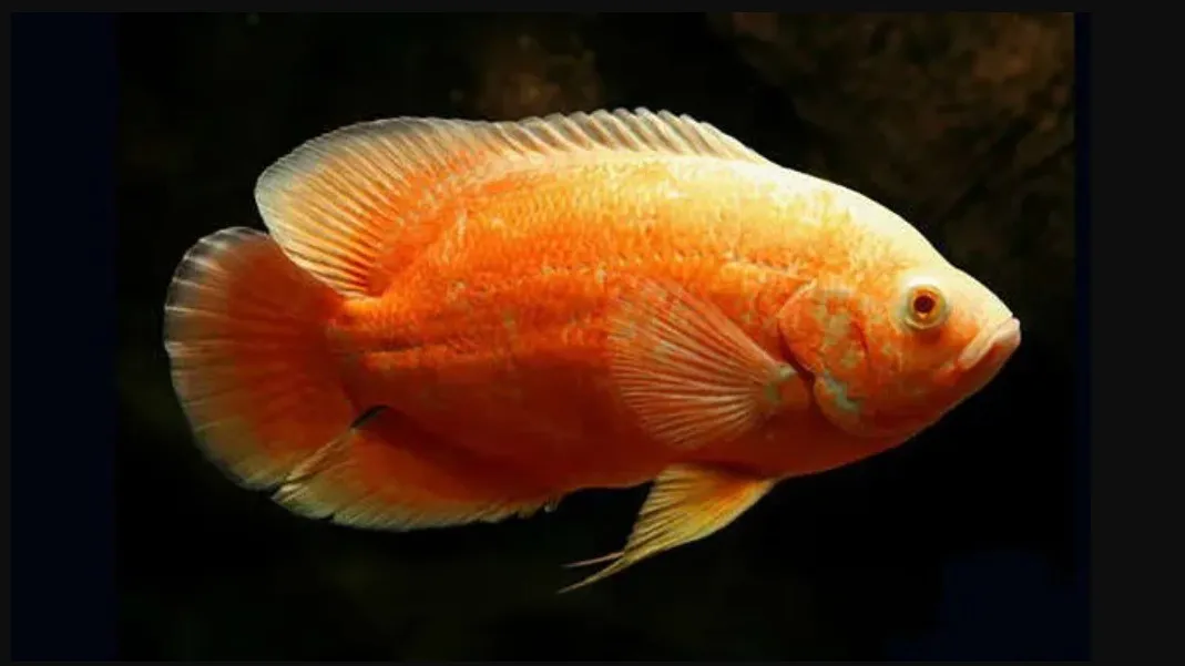 OSCAR ALBINO RED RUBY - Peixemania