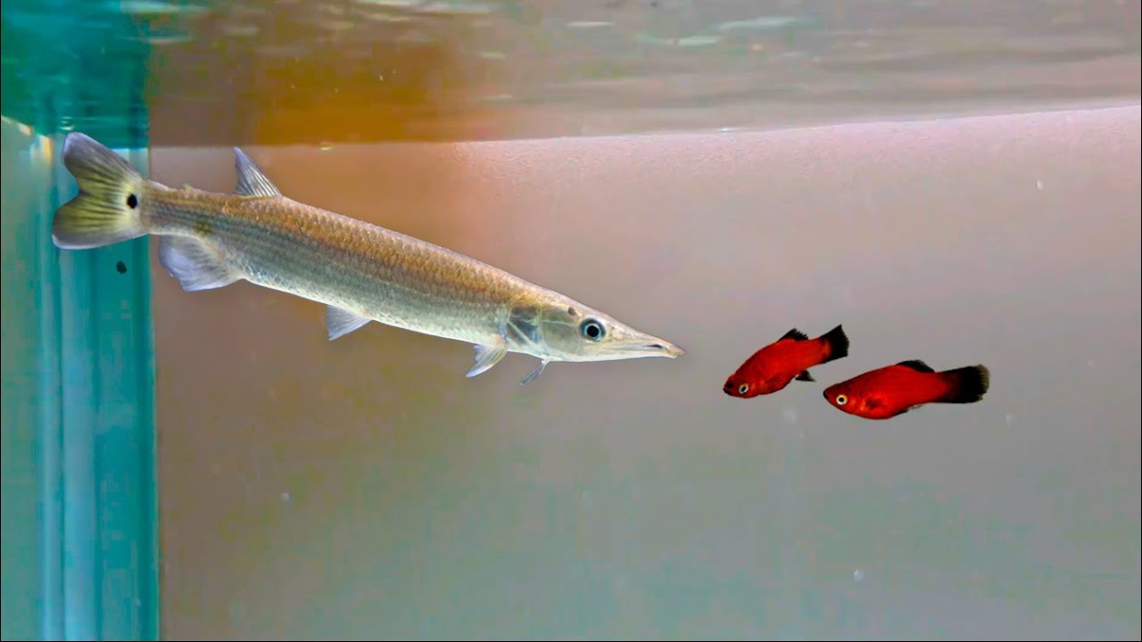 O MELHOR PEIXE CARNÍVORO PARA AQUÁRIOS PEQUENOS!! - Peixemania