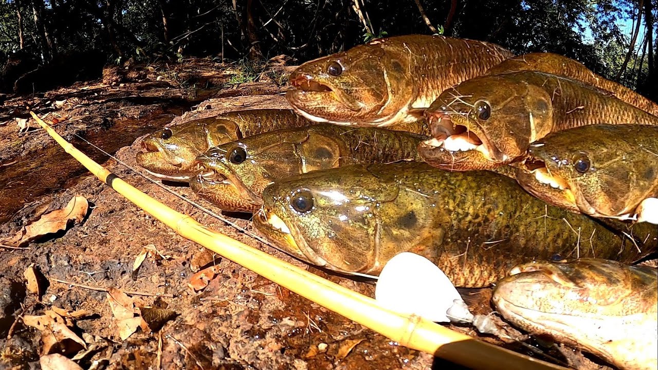 SE FIZER ASSIM SÓ PEGA AS GRANDE,pescaria de traíra... - Peixemania