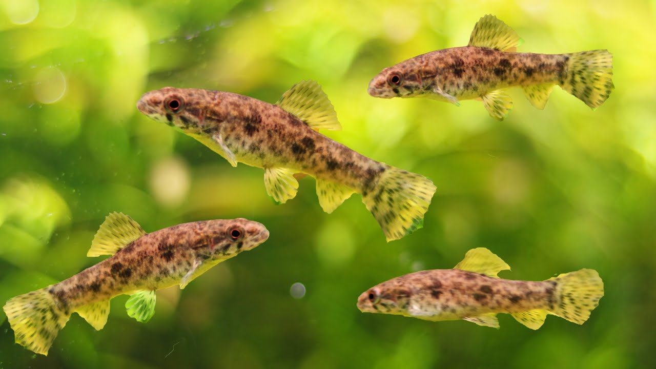 GANHEI NOVOS FILHOTES DE TRAIRÃO PARA CRIAR! - Peixemania