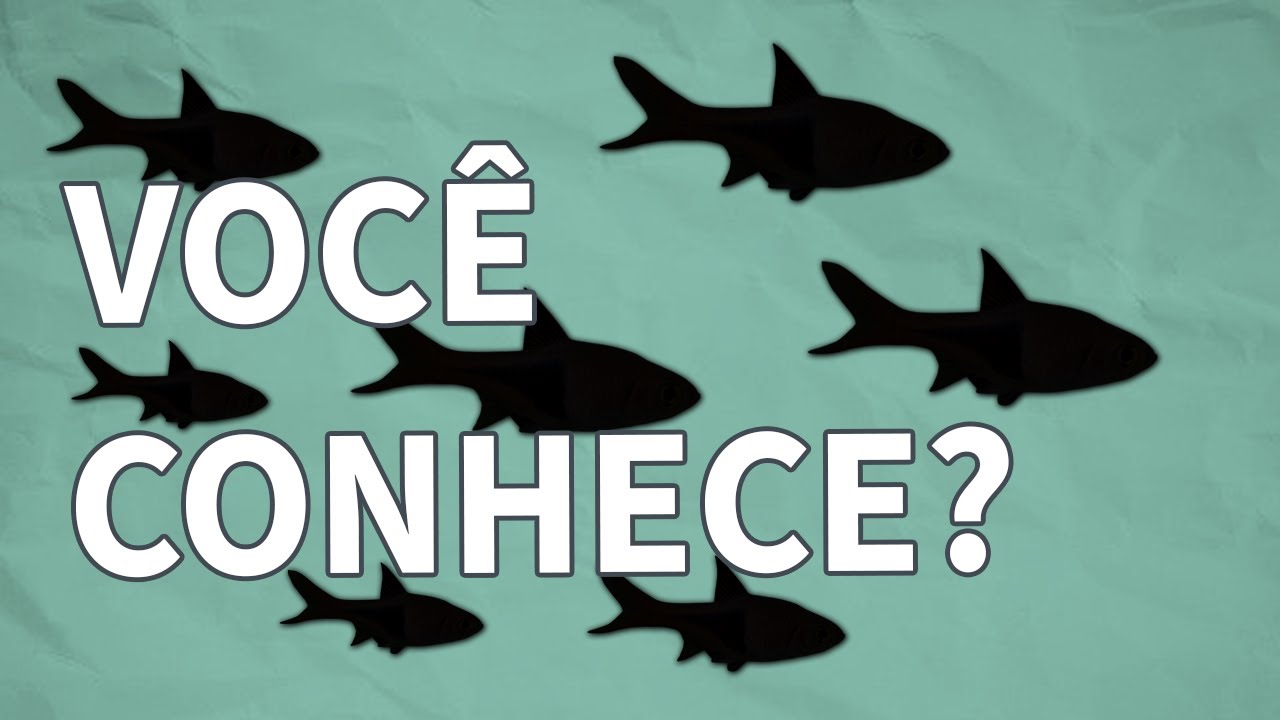 PEIXE AMAZÔNICO SUPER POPULAR, VOCÊ CONHECE O TETRA RODOSTOMUS ...