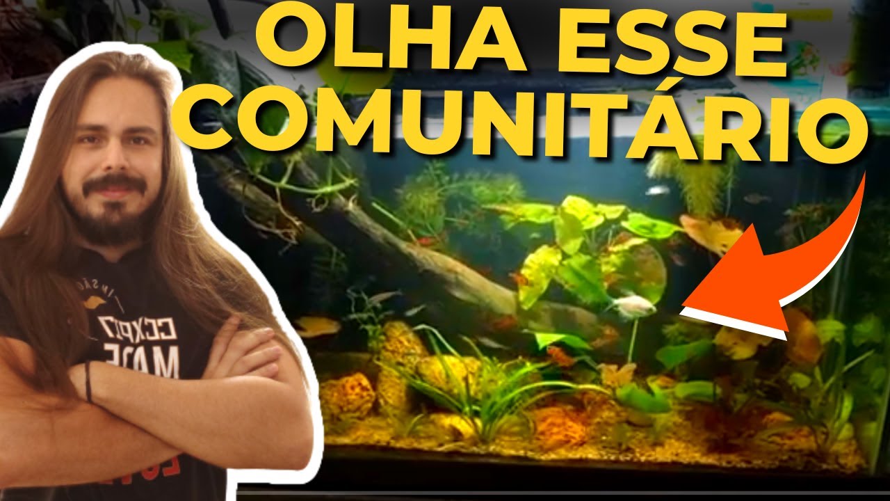 🔴AQUÁRIO COMUNITÁRIO DO INSCRITO ANDERSON |Mr. Betta| - Peixemania