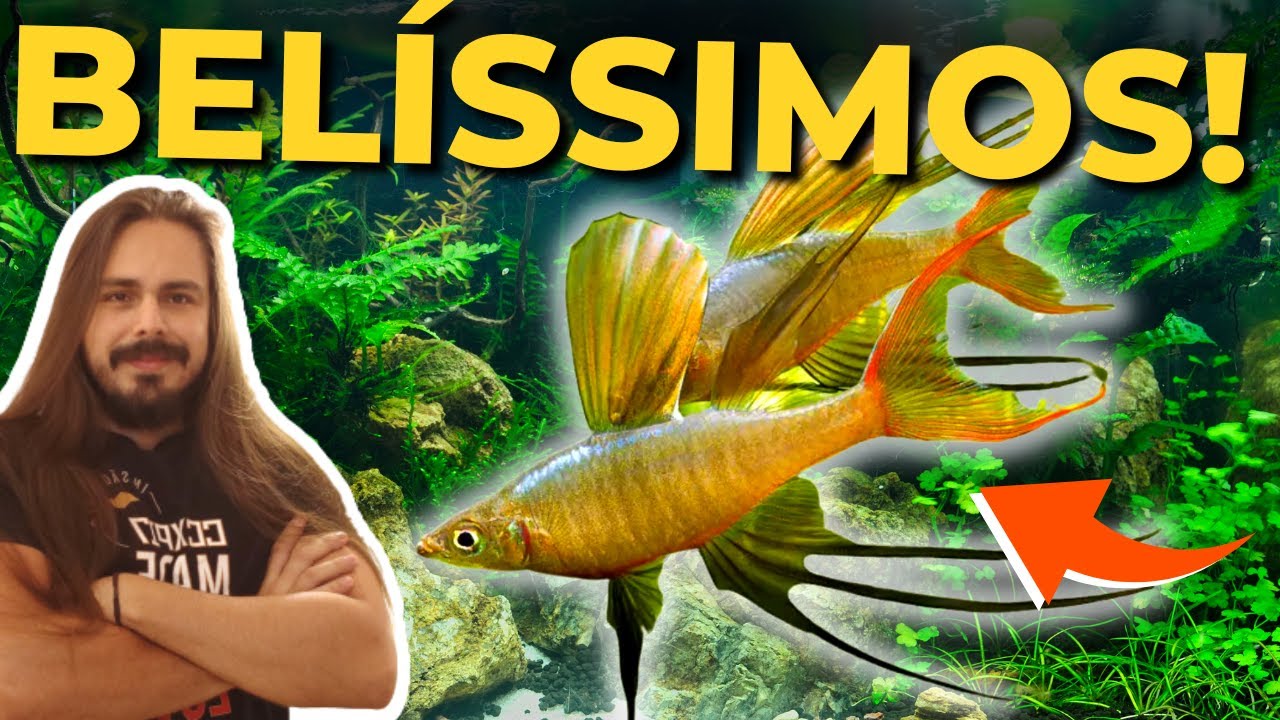 🔴PEIXE FANTÁSTICO, MAS ESQUECIDO ( IRIATHERINA, TUDO SOBRE ) |Mr. Betta| - Peixemania