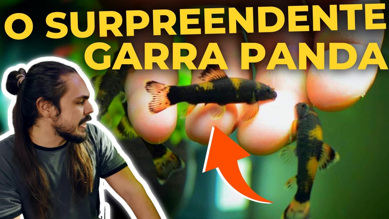 🔴DIGA ADEUS AS ALGAS. ESSE PEIXE É FANTÁSTICO! ( GARRA FLAVATRA/GARRA ...