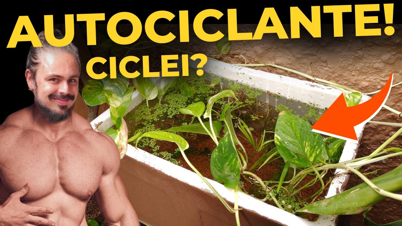 🔴MONTEI O AUTOCICLANTE NO MEIO DA TEMPESTADE |Mr. Betta| - Peixemania