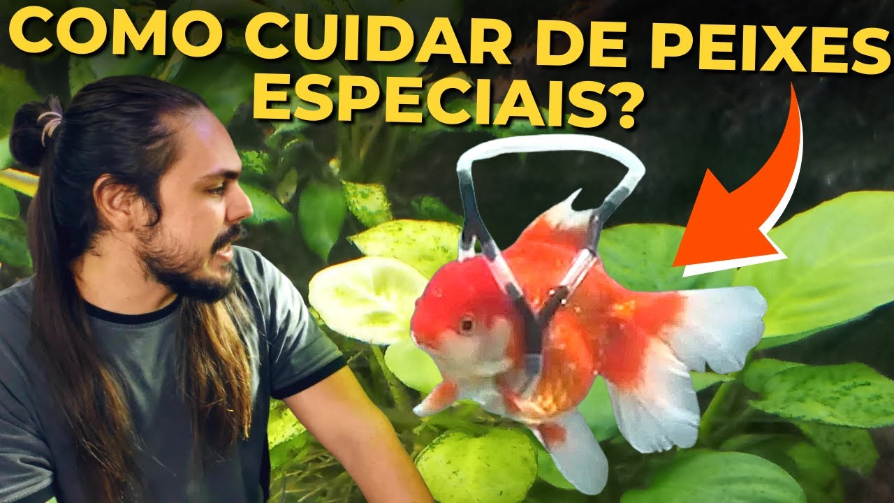 🔴COMO CUIDAR DE PEIXES COM NECESSIDADES ESPECIAIS |Mr. Betta| - Peixemania