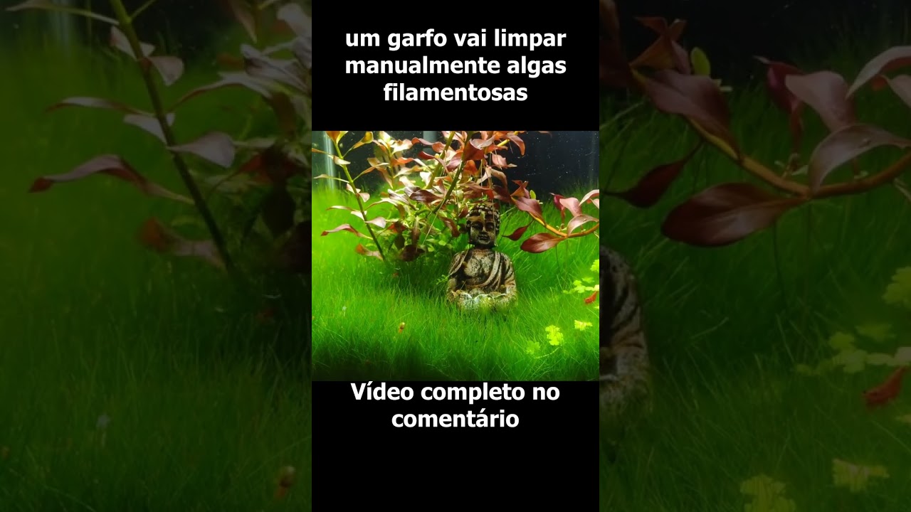 🔴USE ISSO E SE LIVRE DAS ALGAS FILAMENTOSAS #shorts |Mr. Betta ...