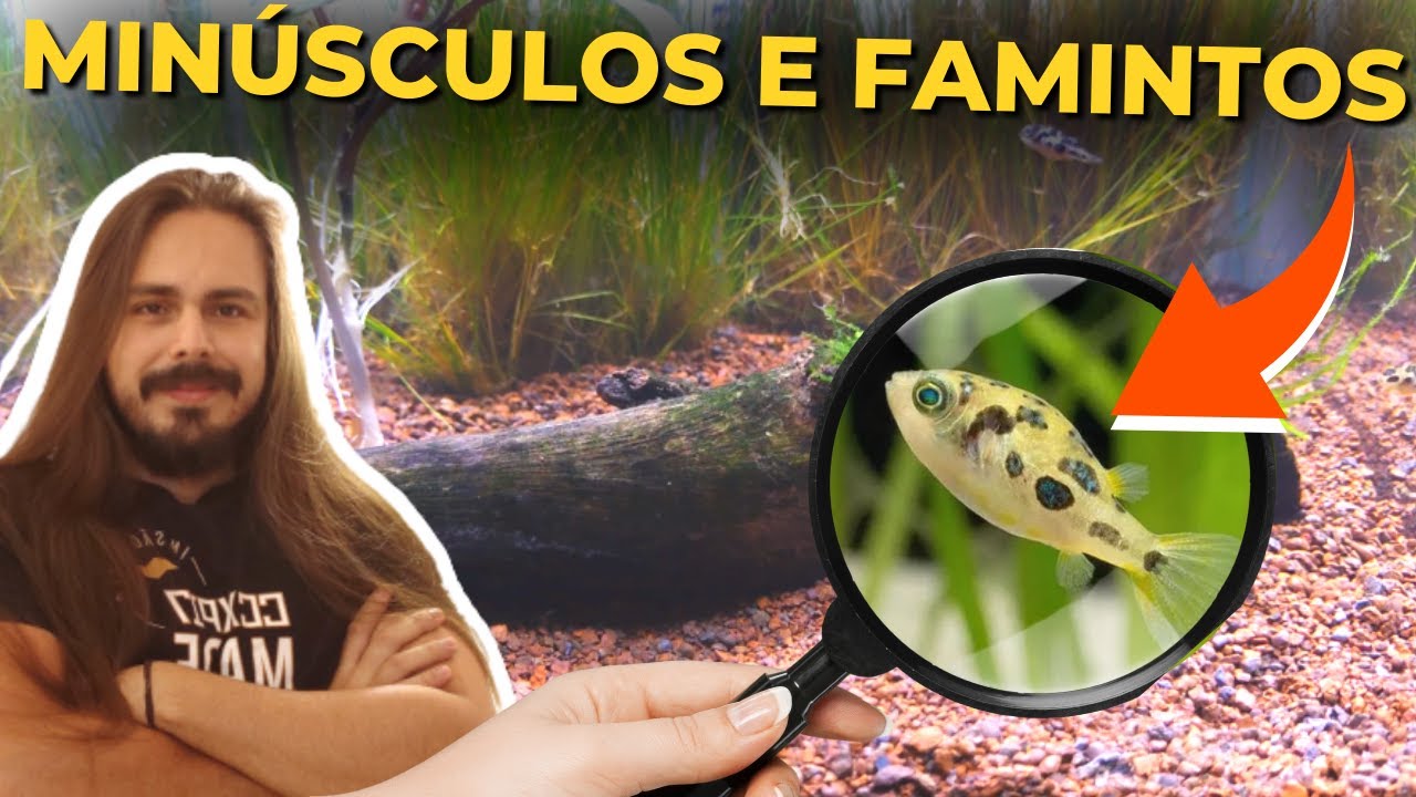 🔴MONTEI UM MINI AQUÁRIO PARA MINI PEIXES ( BAIACU ANÃO ) |Mr. Betta| - Peixemania