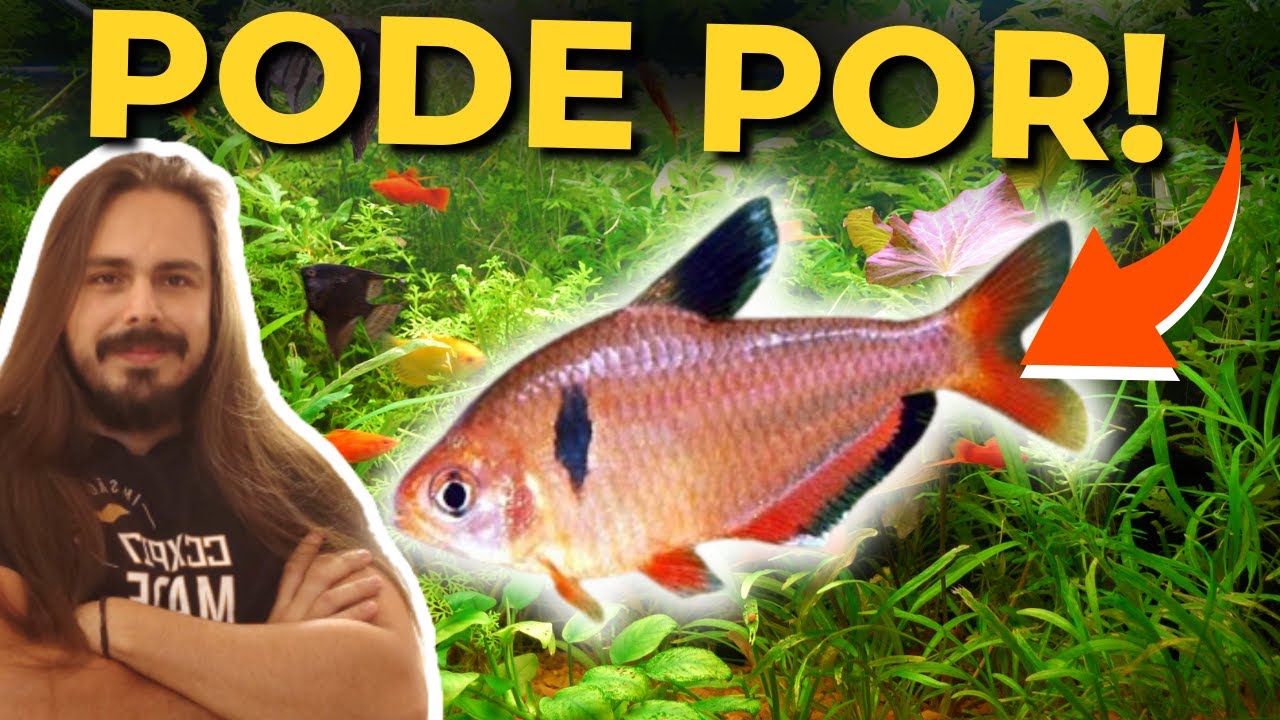 🔴5 PEIXES QUE VIVEM BEM COM MATO GROSSO! |Mr. Betta| - Peixemania