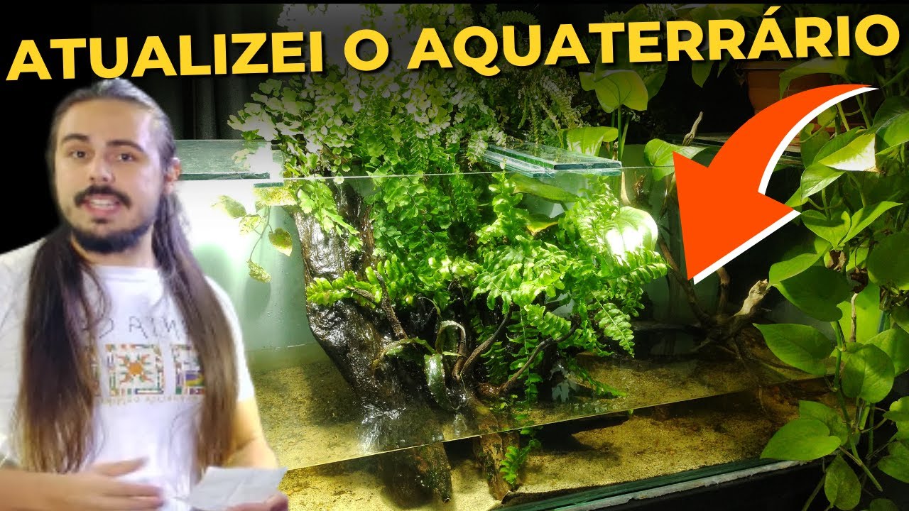 🔴VEJA COMO ESTÁ O AQUATERRÁRIO DA SALAMANDRA |Mr. Betta| - Peixemania