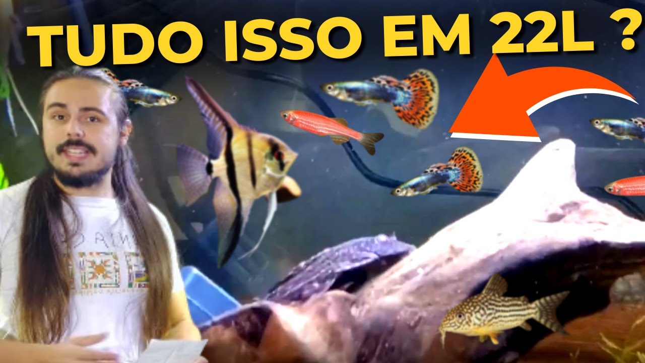 🔴ACARÁ BANDEIRA E CASCUDO EM 22 LITROS DO INSCRITO MATHEUS |Mr. Betta ...