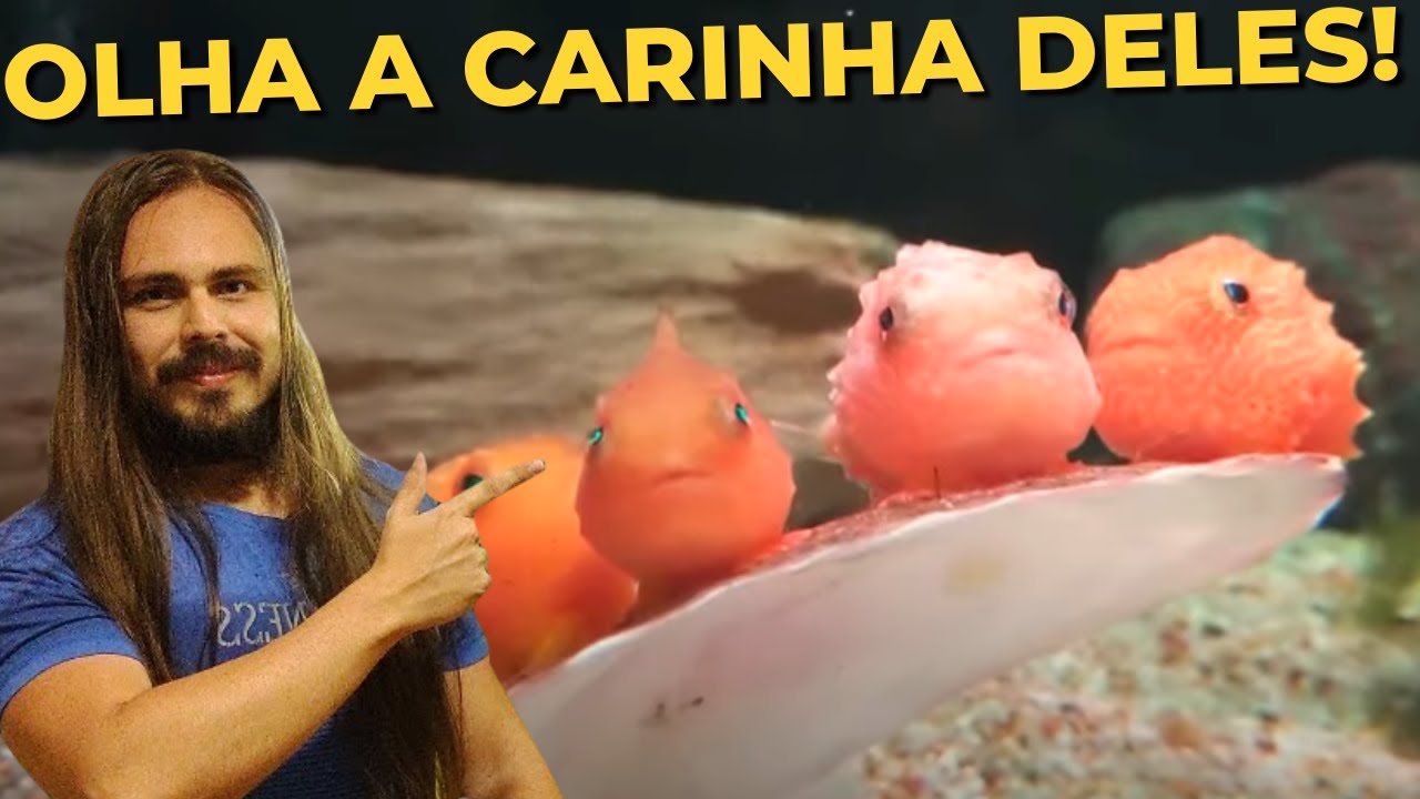 🔴ESSE PEIXE PARECE UM ANIME ( LUMP FISH - CYCLOPTERUS LUMPUS |Mr. Betta ...