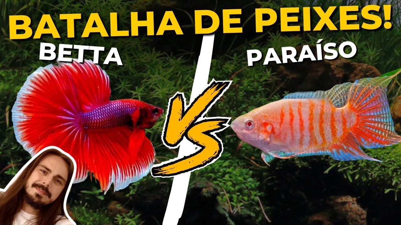 🔴PEIXE BETTA VS PEIXE PARAÍSO |Mr. Betta| - Peixemania