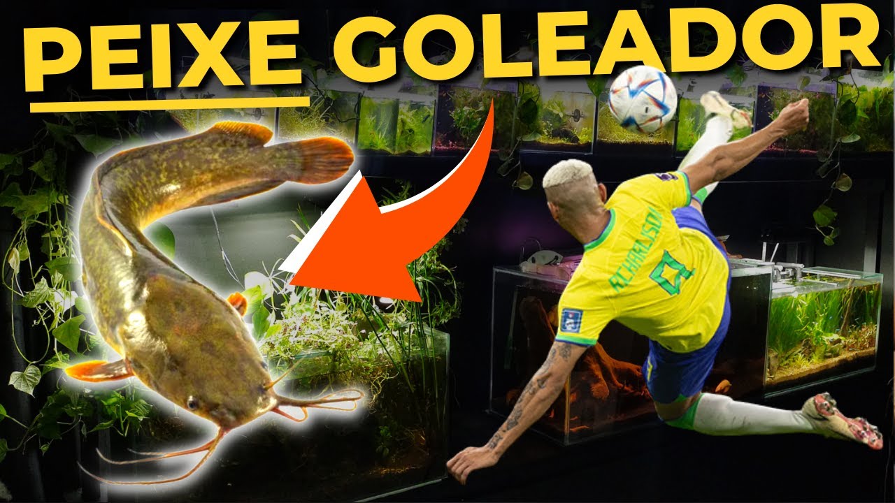 🔴ESSE PEIXE JOGA MAIS FUTEBOL QUE VOCÊ |Mr. Betta| - Peixemania