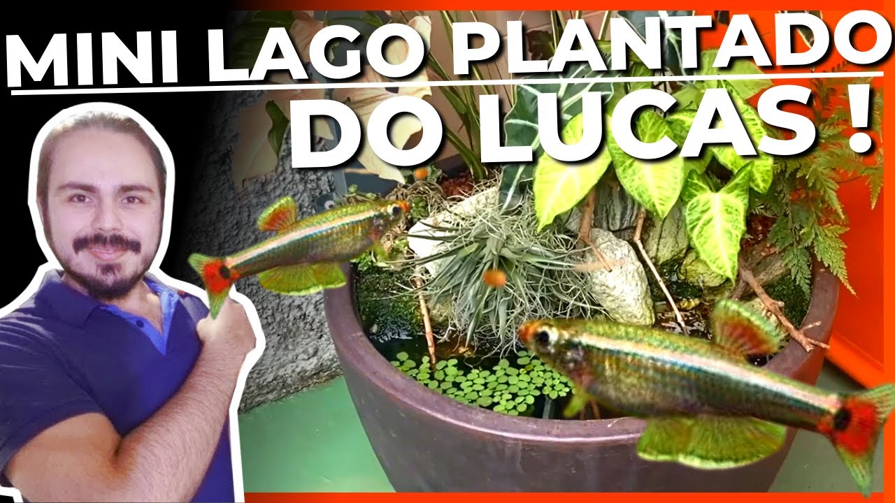🔴O MINI LAGO PLANTADO DO INSCRITO LUCAS ( CONHECENDO OS AQUÁRIOS DOS ...