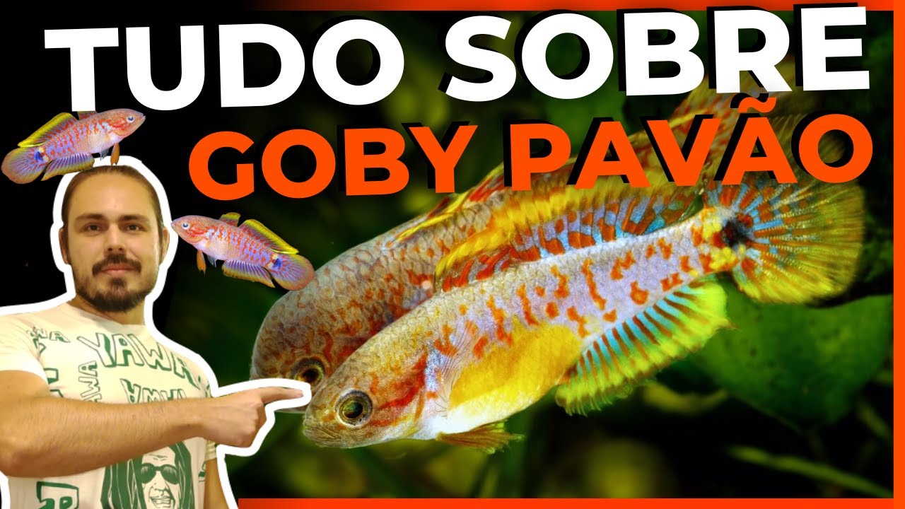🔴O GOBY PARA AQUÁRIO DE ÁGUA DOCE! GOBY PAVÃO, TUDO SOBRE. |Mr. Betta ...