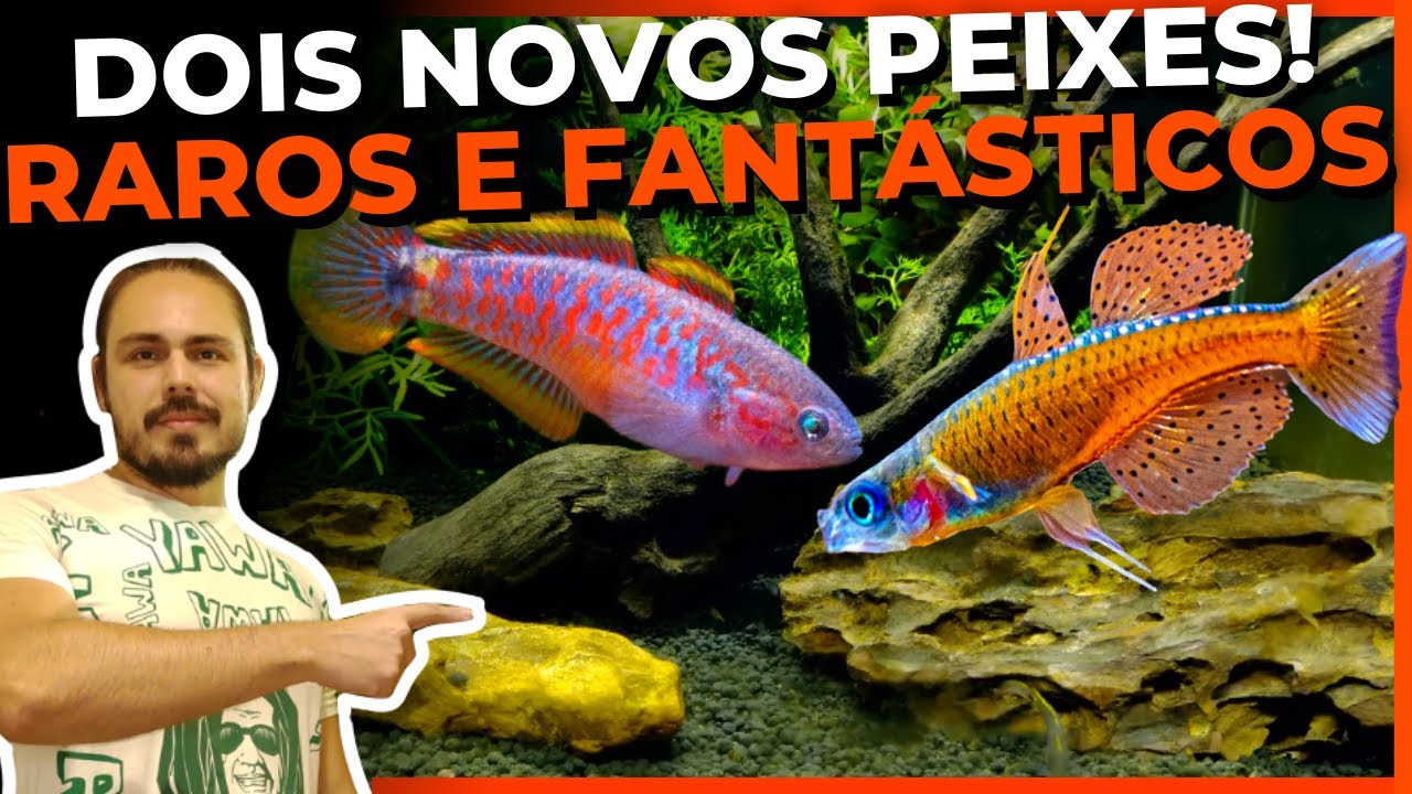🔴PEGUEI DOIS PEIXES FANTÁSTICOS! PEIXE ARCO-ÍRIS E GOBY PAVÃO! |Mr ...