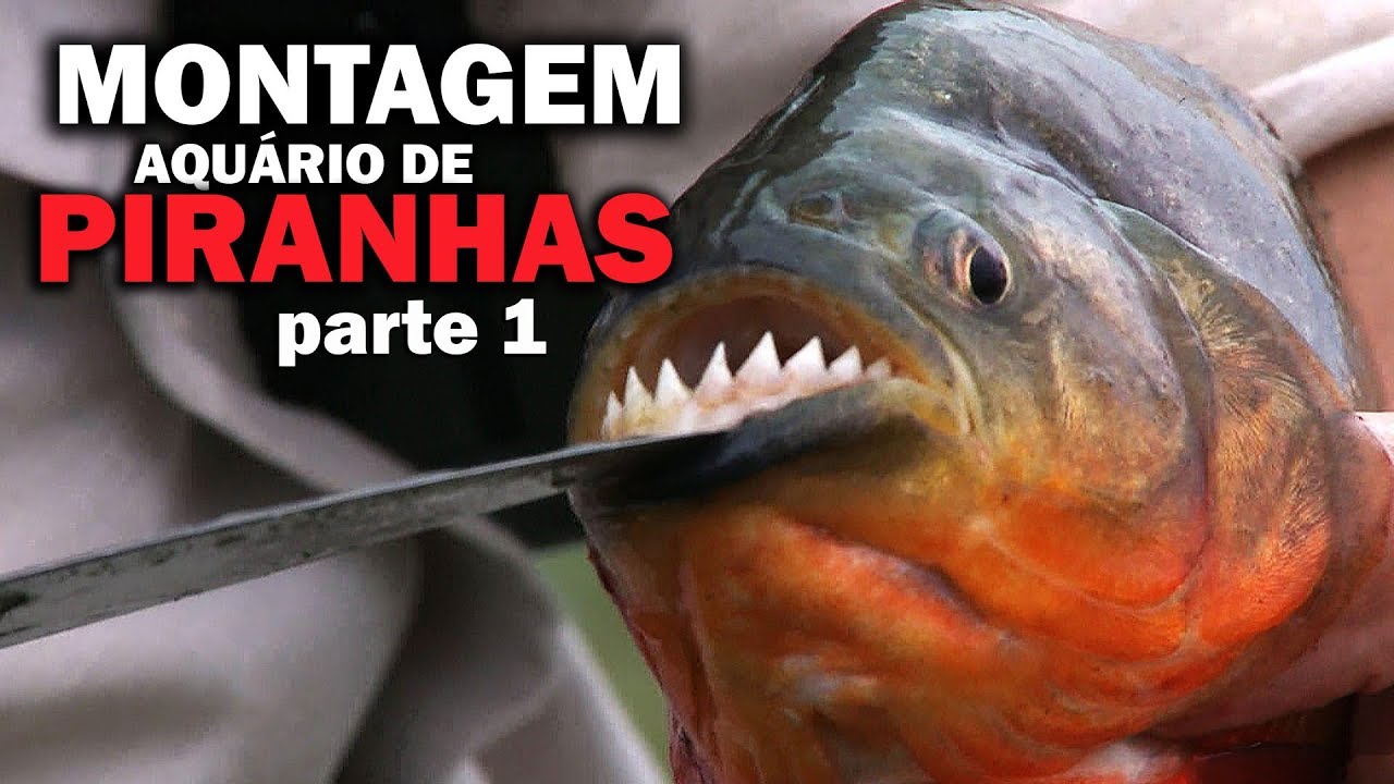 MONTANDO AQUÁRIO DE PIRANHAS parte 1 - Peixemania