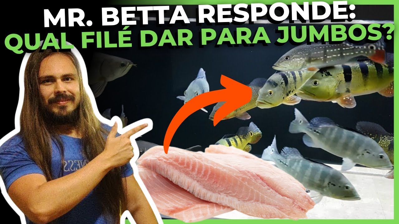 🔴QUAL FILÉ DE PEIXE OFERECER AOS PEIXES JUMBOS? MR. BETTA RESPONDE! |Mr. Betta| - Peixemania