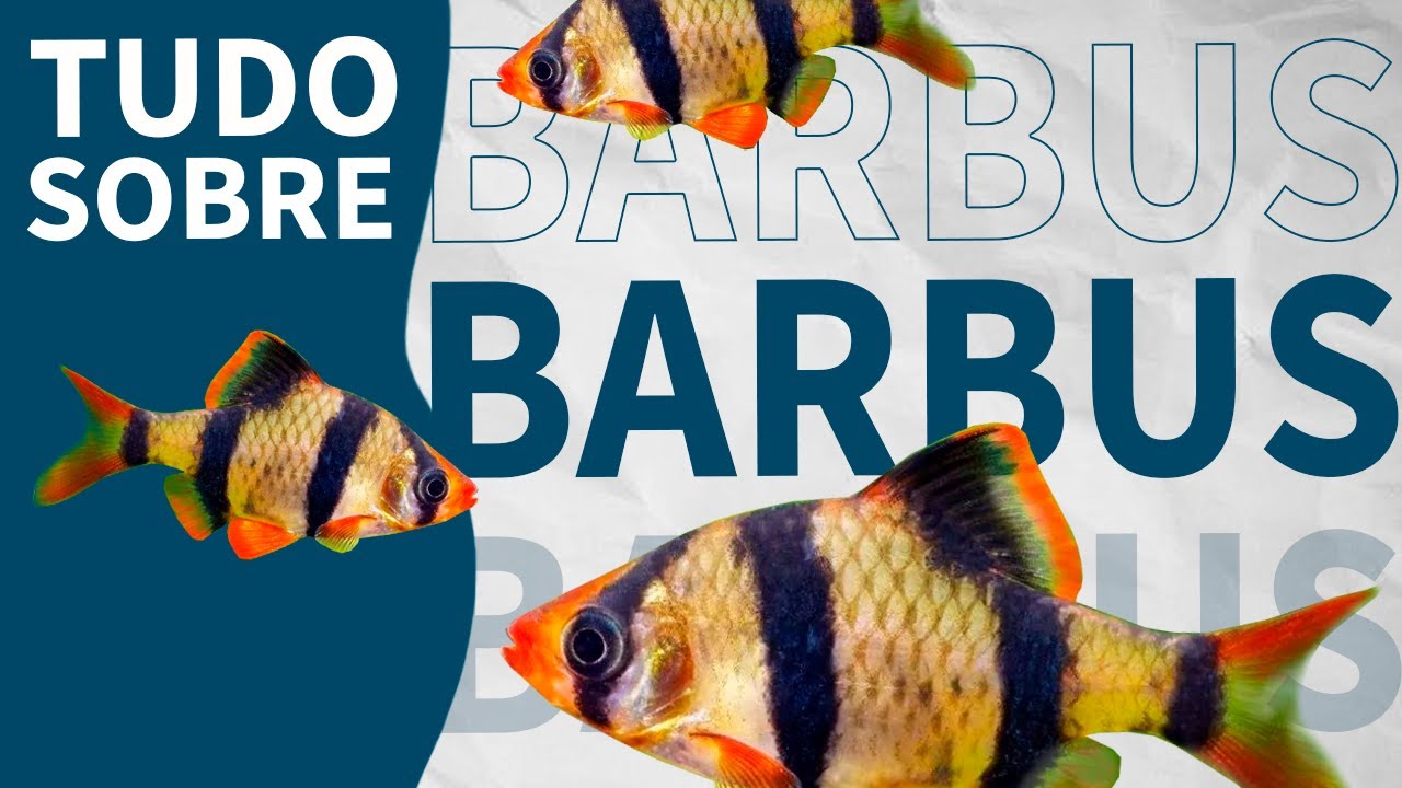 TUDO o que você PRECISA saber sobre o PEIXES BARBUS! - Peixemania