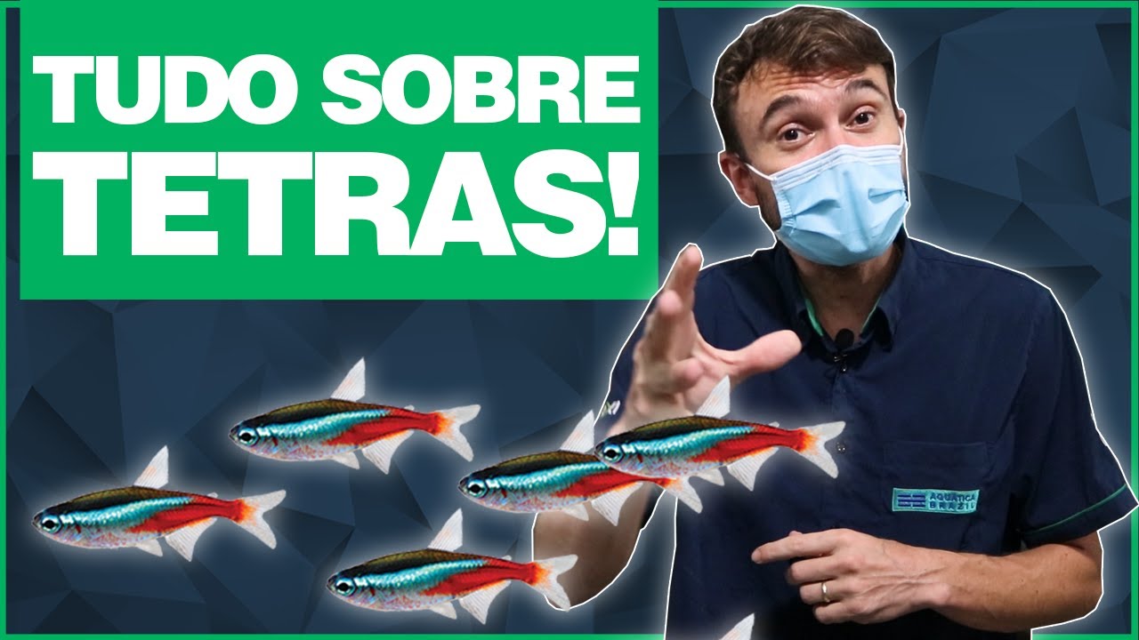 TETRAS - Tudo que você precisa saber! - Peixemania