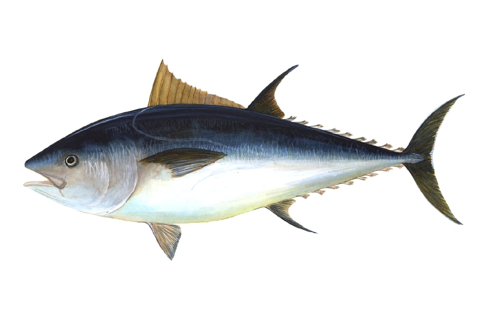 Ficha Técnica Peixe Atum - Peixemania