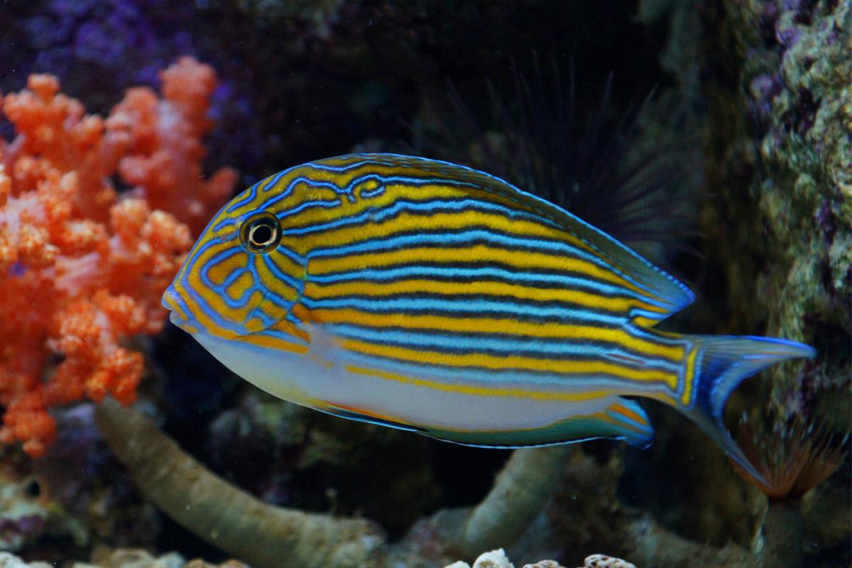 Tang Clown – Acanthurus lineatus - Peixemania