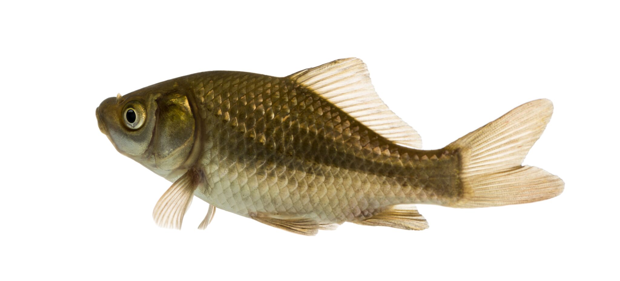 Ficha Técnica Peixe Carpa: Conheça as Características