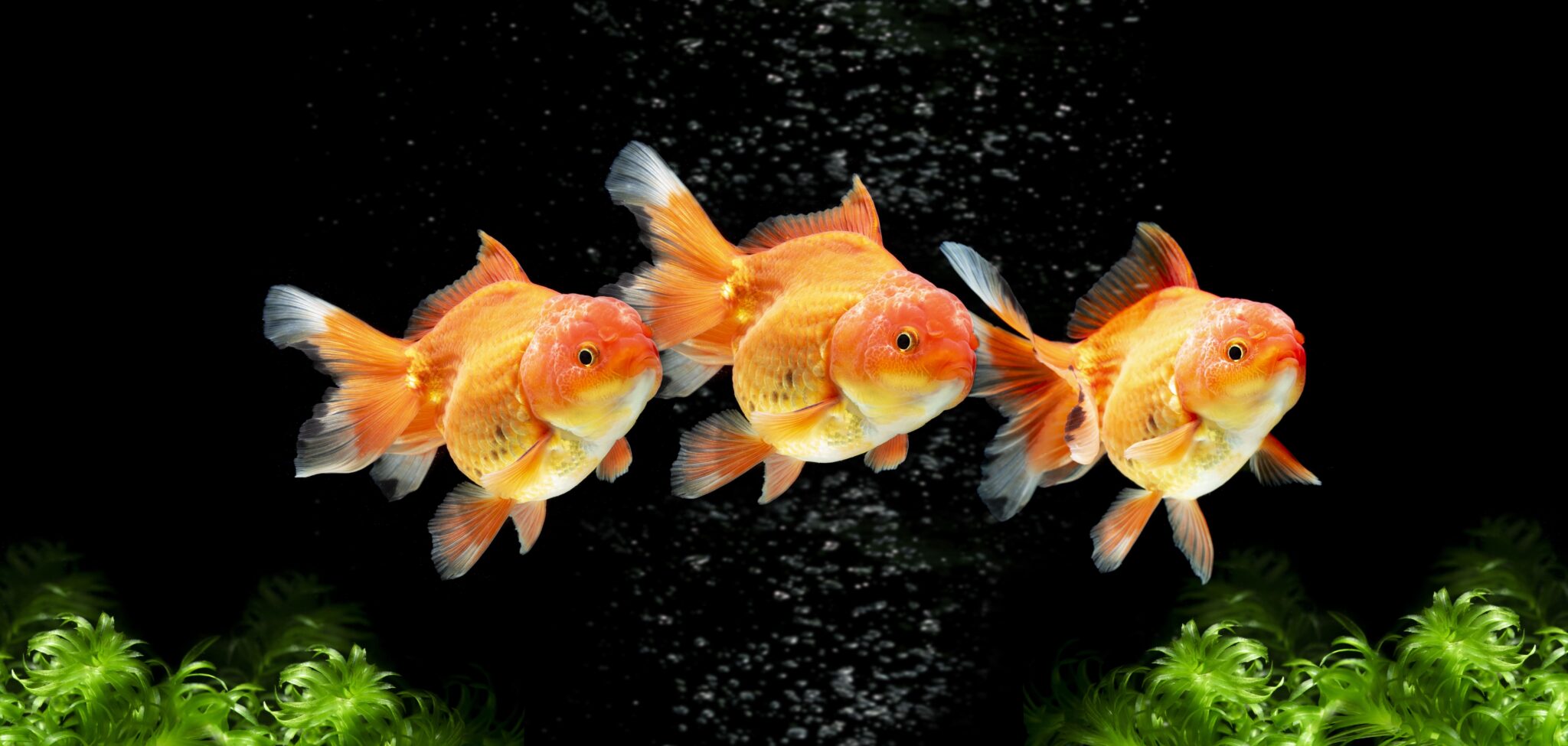 Peixe Colorido: Descubra as 18 Espécies para seu Aquário