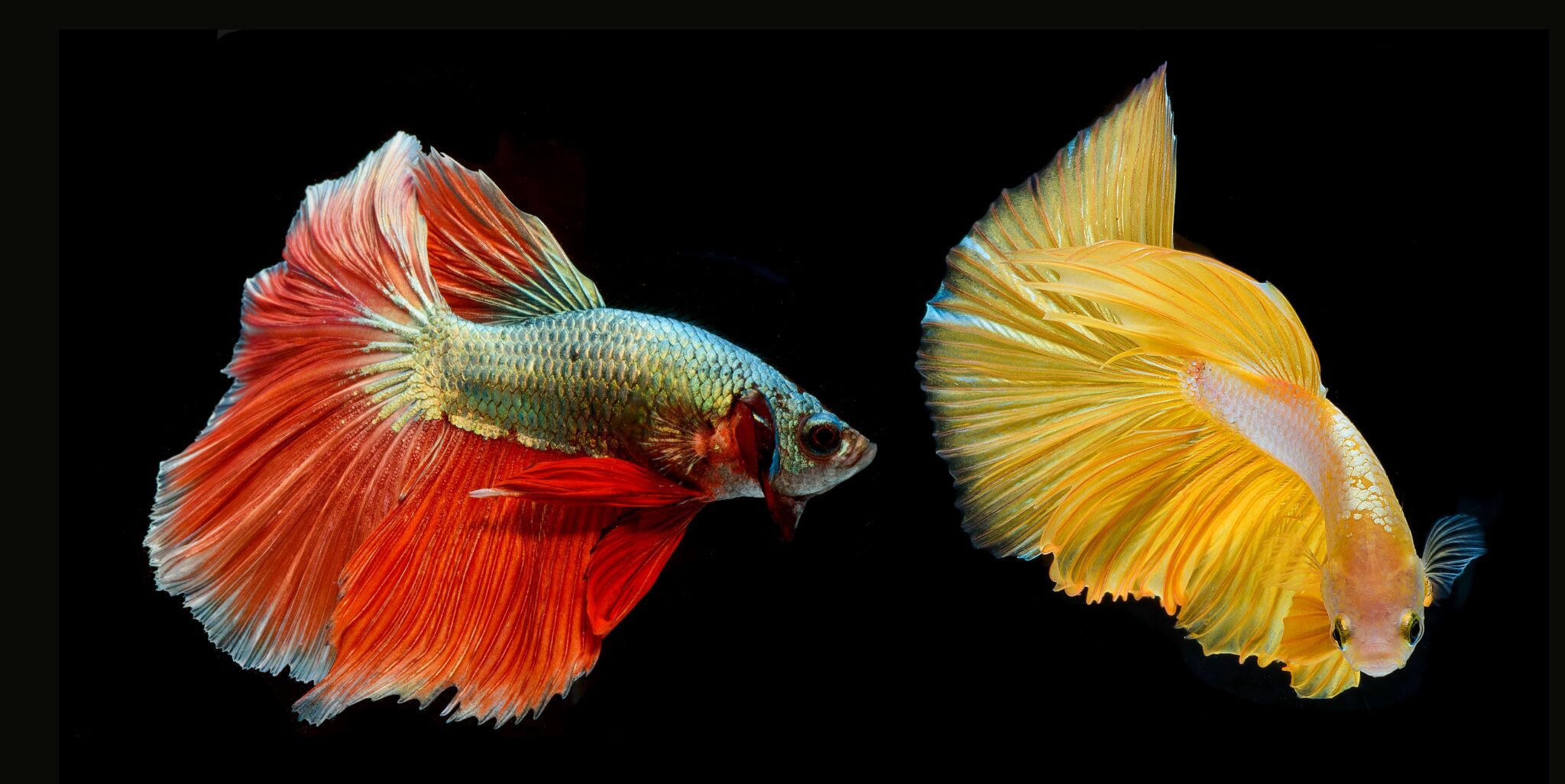 Peixe Colorido: Descubra as 18 Espécies para seu Aquário