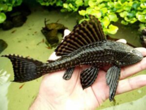 Cascudo Abacaxi - Peixemania