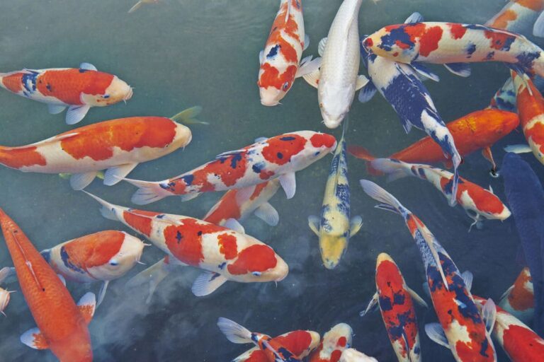 Ficha Técnica Peixe Carpa: Conheça as Características