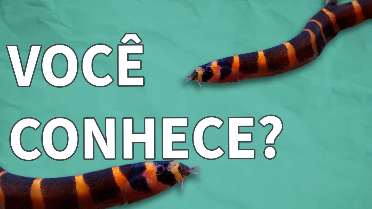 UM PEIXE QUE PARECE UMA COBRA??? TENHA JA UMA COBRINHA KUHLI NO SEU ...