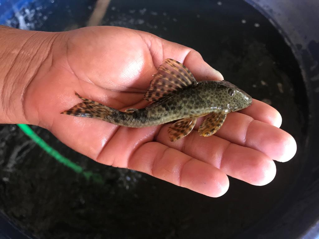 Técnicas eficientes para criar Peixe Cascudo