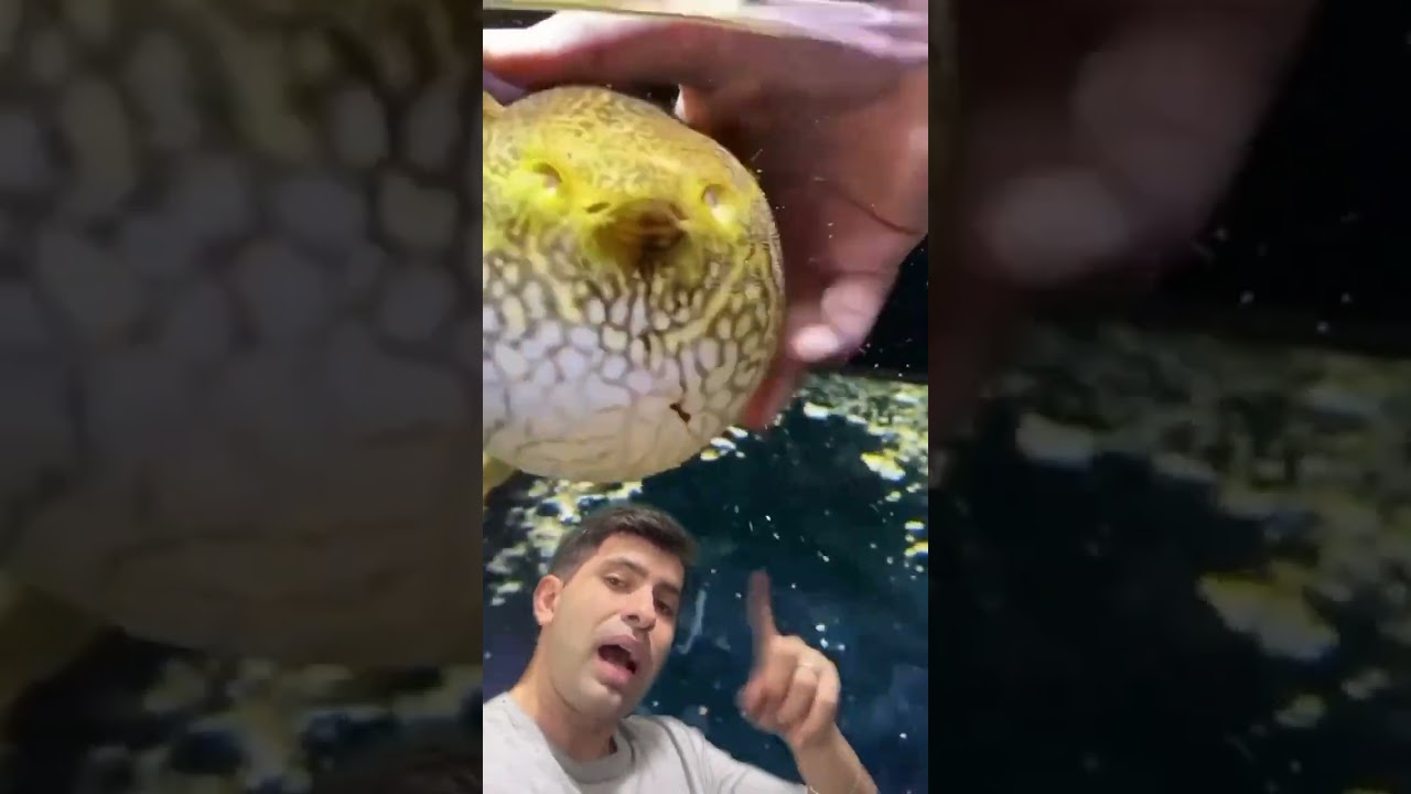 Homem joga pirarucu inteiro para peixe porco! #fish #aquarium #animais ...