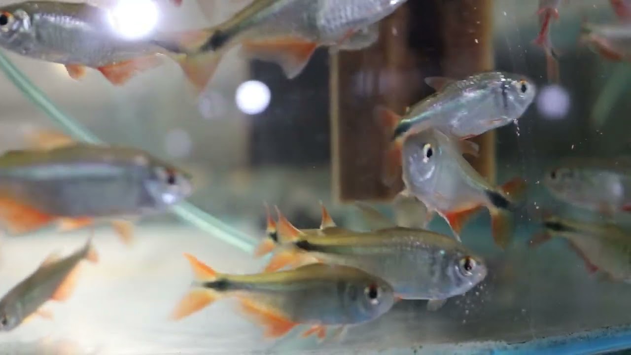 PEIXE AMAZÔNICO SUPER POPULAR, VOCÊ CONHECE O TETRA BUENOS AIRES ...