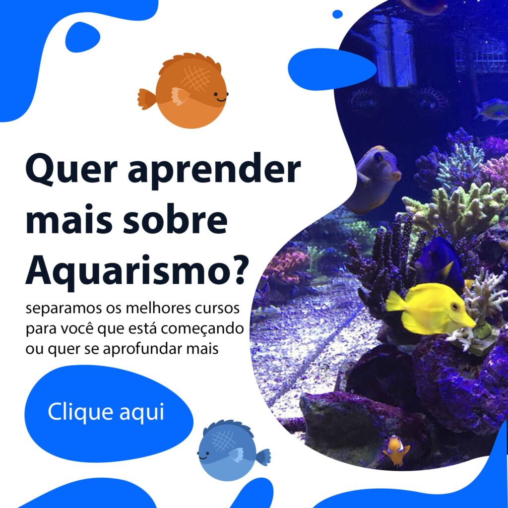 Peixe da nota de 100 reais - Peixemania